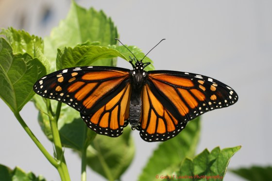 The Monarch Mimic? Or is it the Other Way Around? | naturechirp