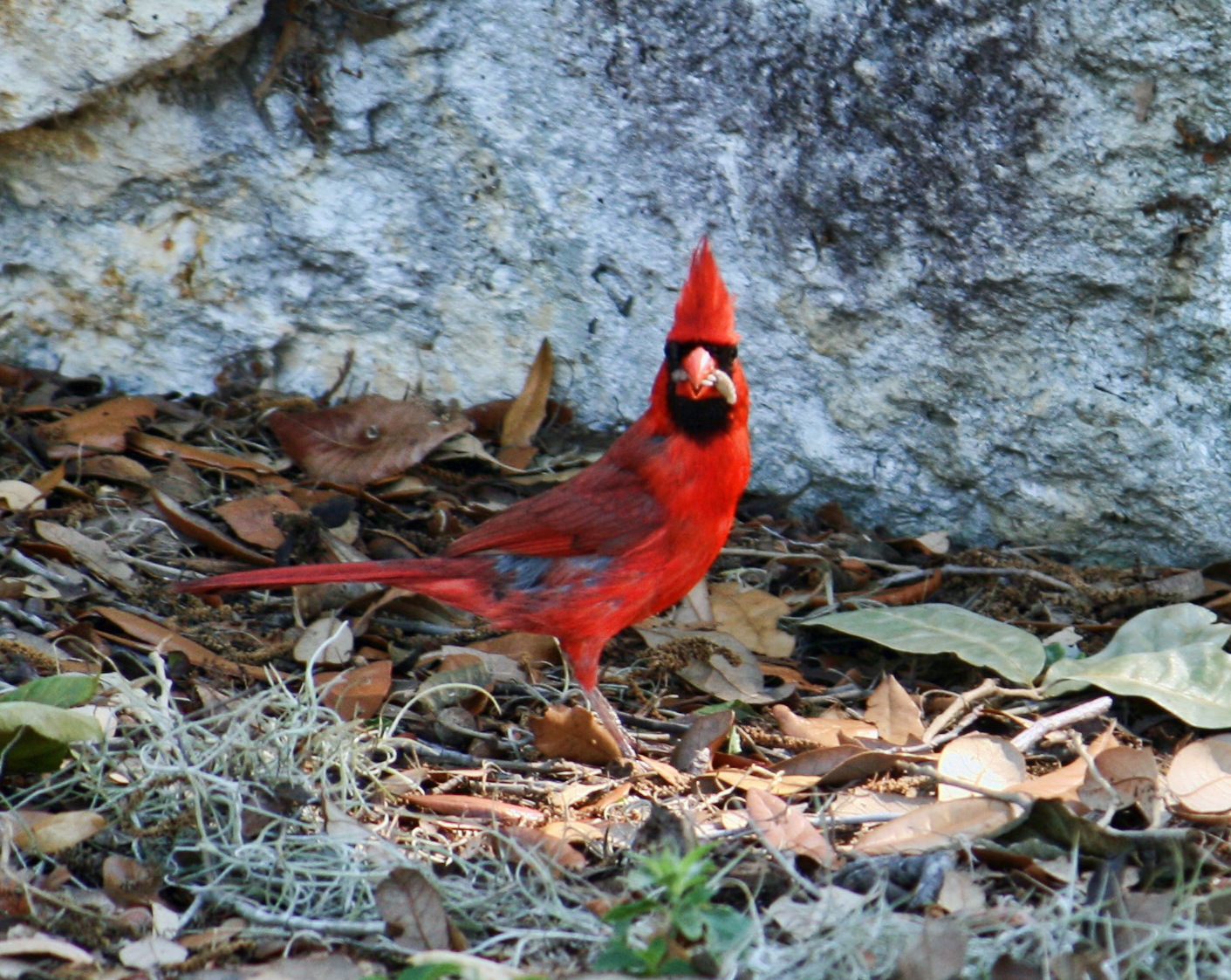 The Flamboyant Bird | naturechirp