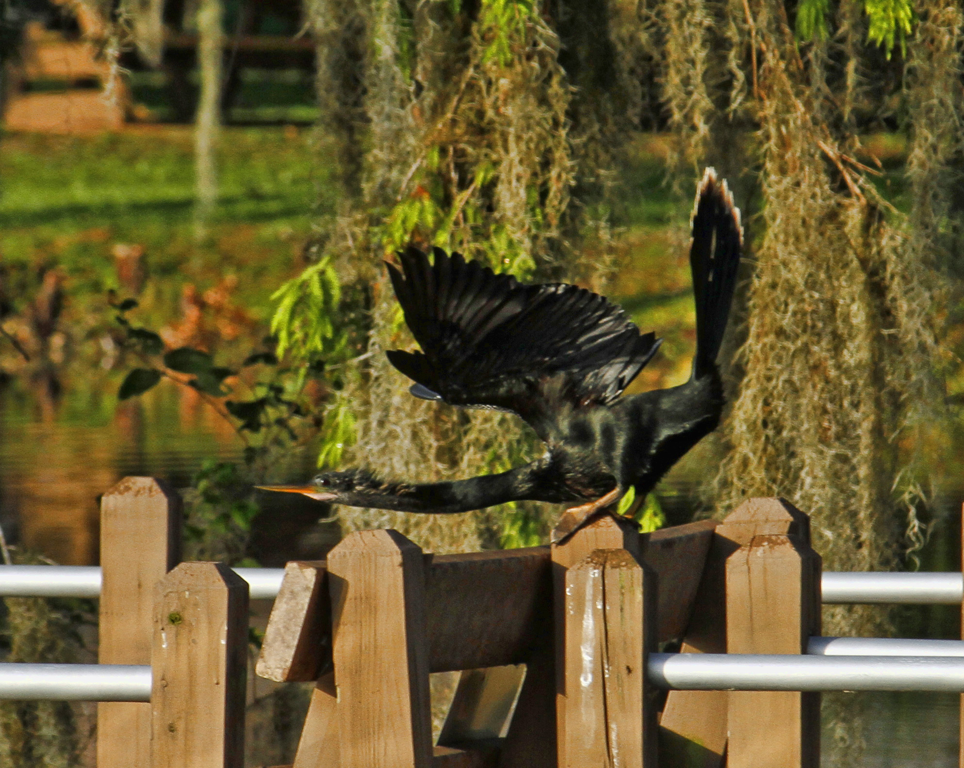 Water Turkeys in Florida | naturechirp