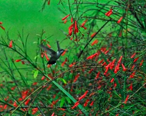 Hummingbird in FireCracker Bush | naturechirp