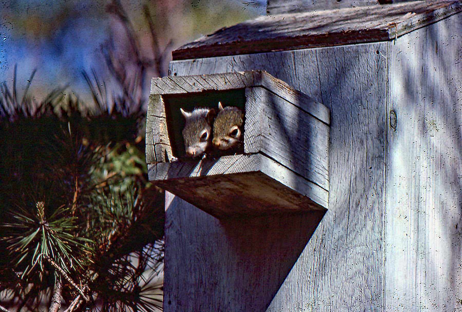 What do Squirrels do in Winter? | naturechirp