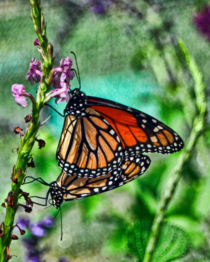 Mating Monarchs | naturechirp