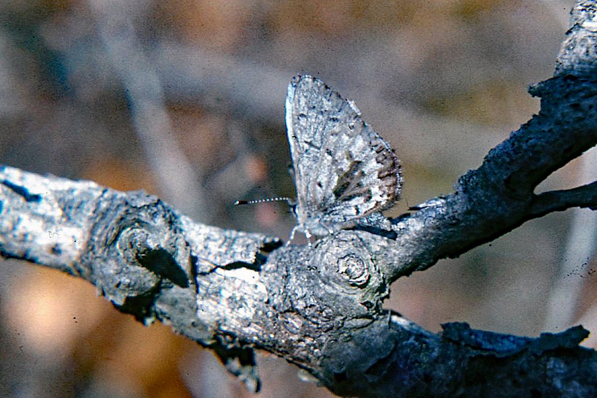 The Vanishing Butterfly | naturechirp