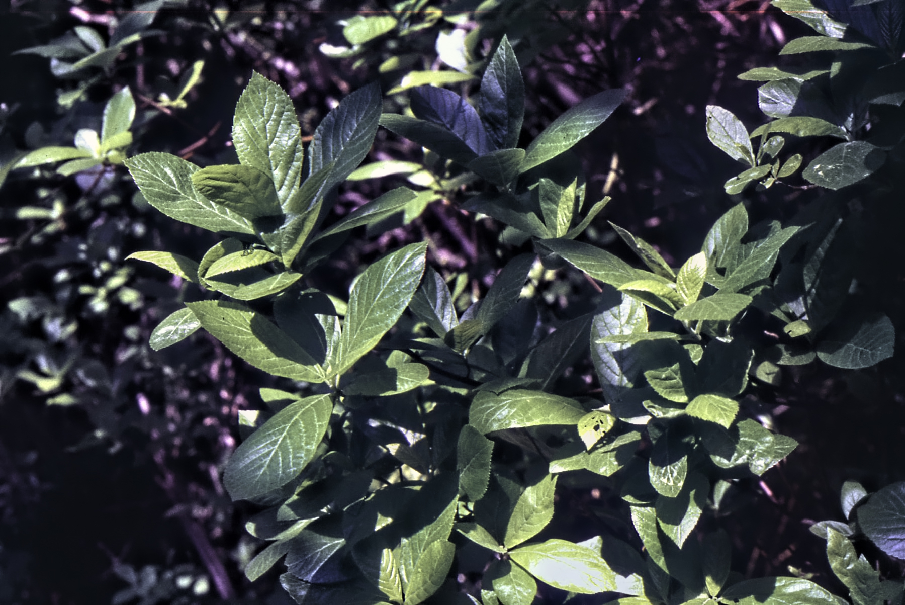 The Soap Bush! | naturechirp