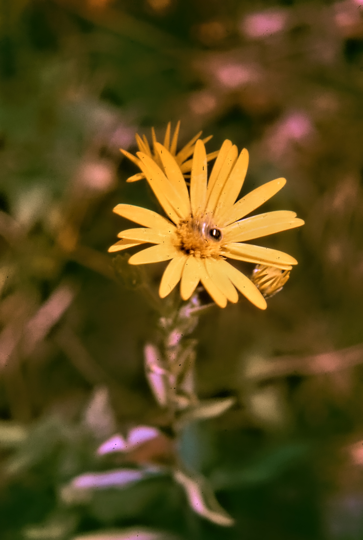 The Golden Aster | naturechirp