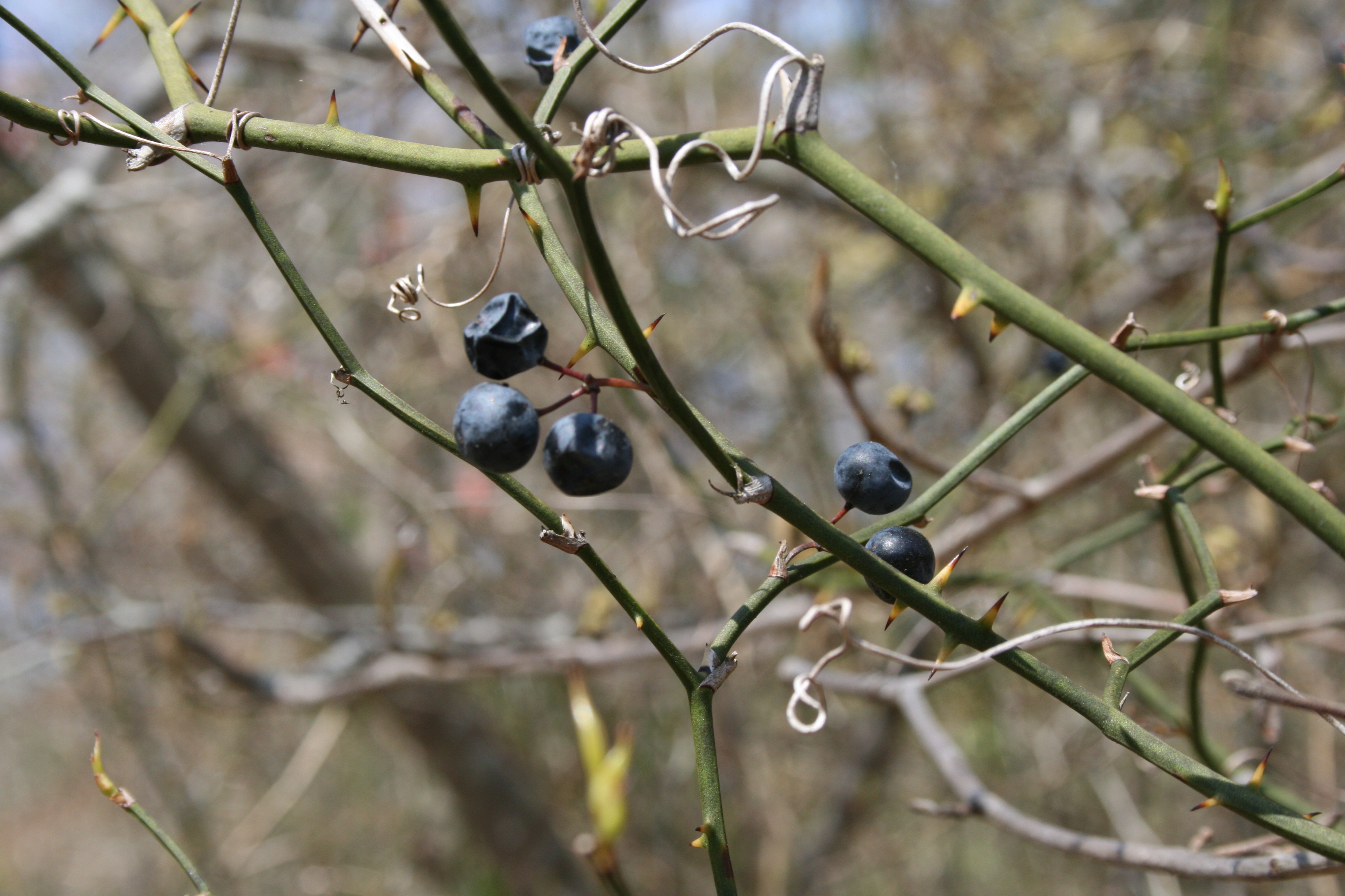 Catbriar | naturechirp