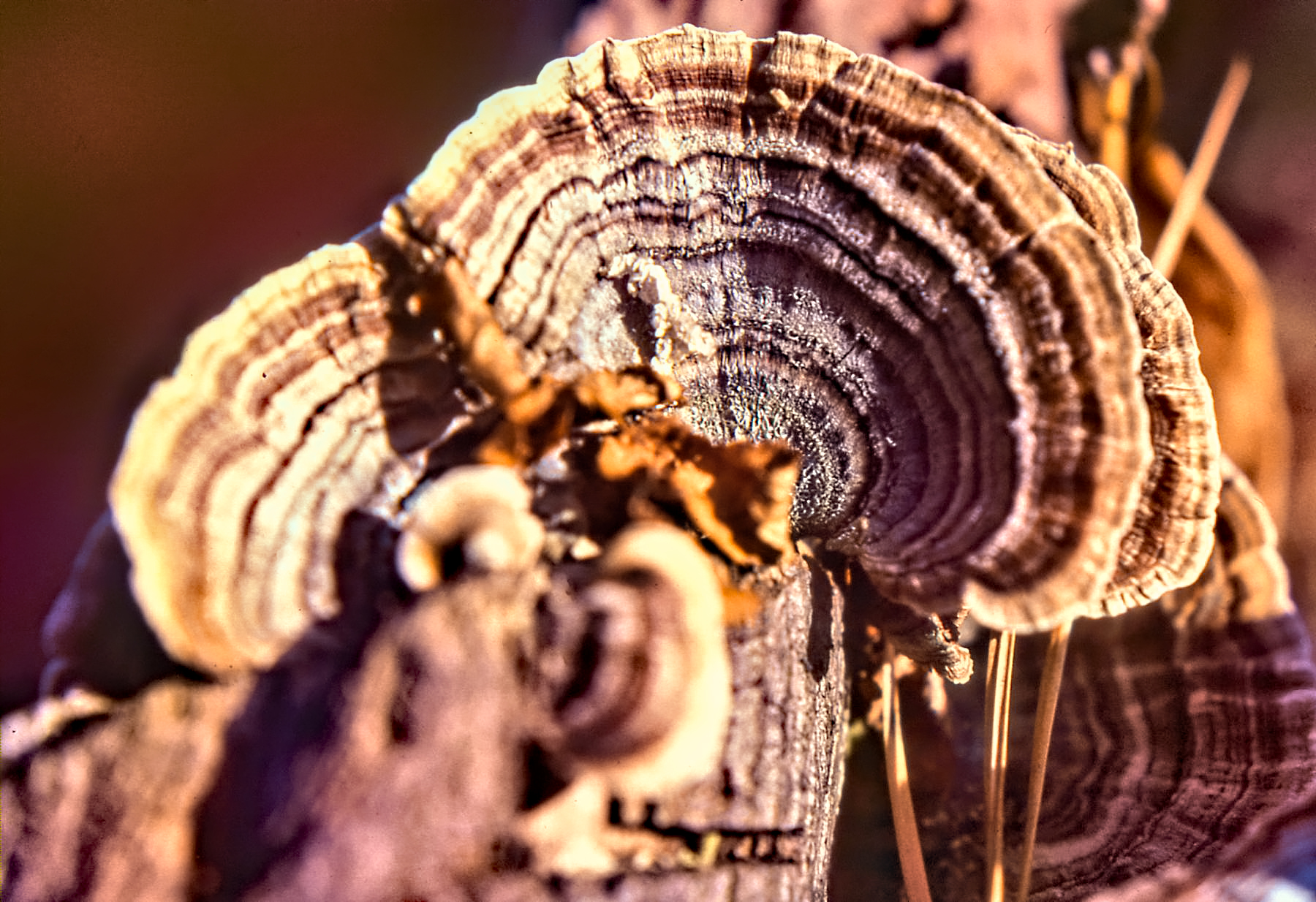The Turkey’s Tail | naturechirp