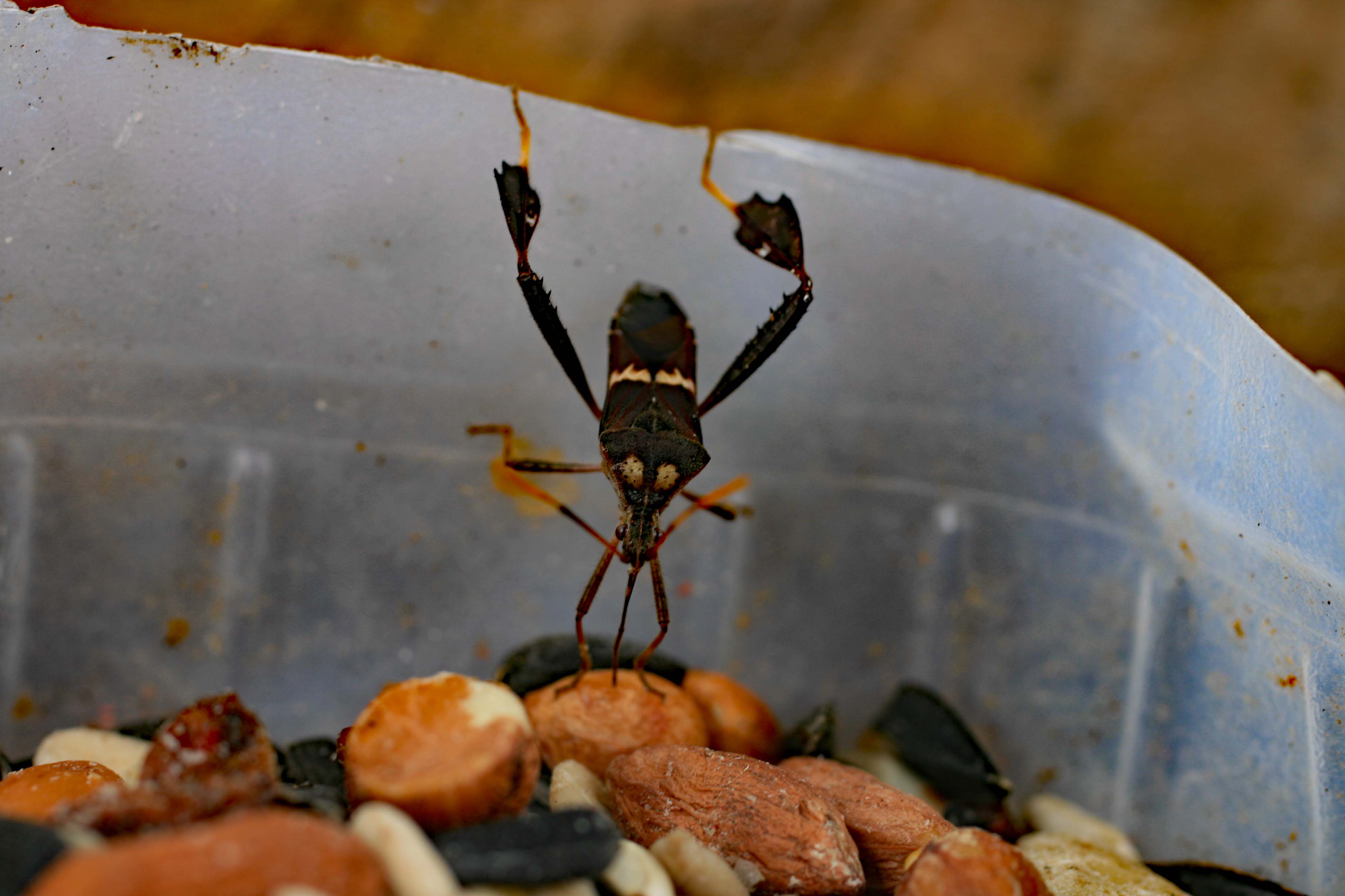 The Journey of the Eastern Leaf-Footed Bug | naturechirp